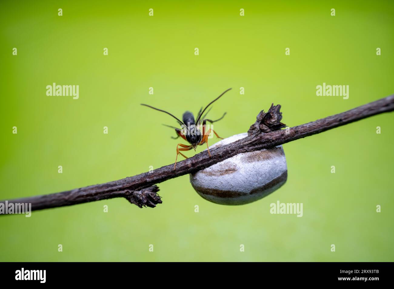 ichneumon flies on Limacodidae cocoon in the wild state Stock Photo - Alamy