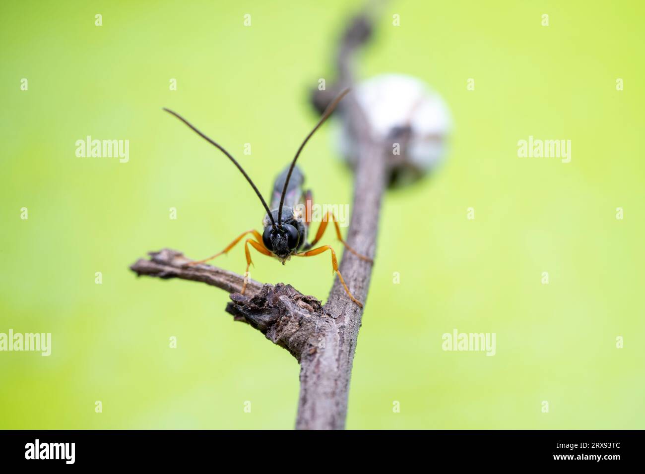 ichneumon flies on Limacodidae cocoon in the wild state Stock Photo - Alamy