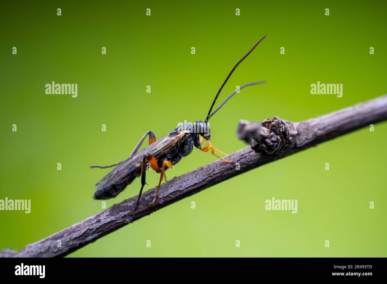 ichneumon flies on Limacodidae cocoon in the wild state Stock Photo - Alamy