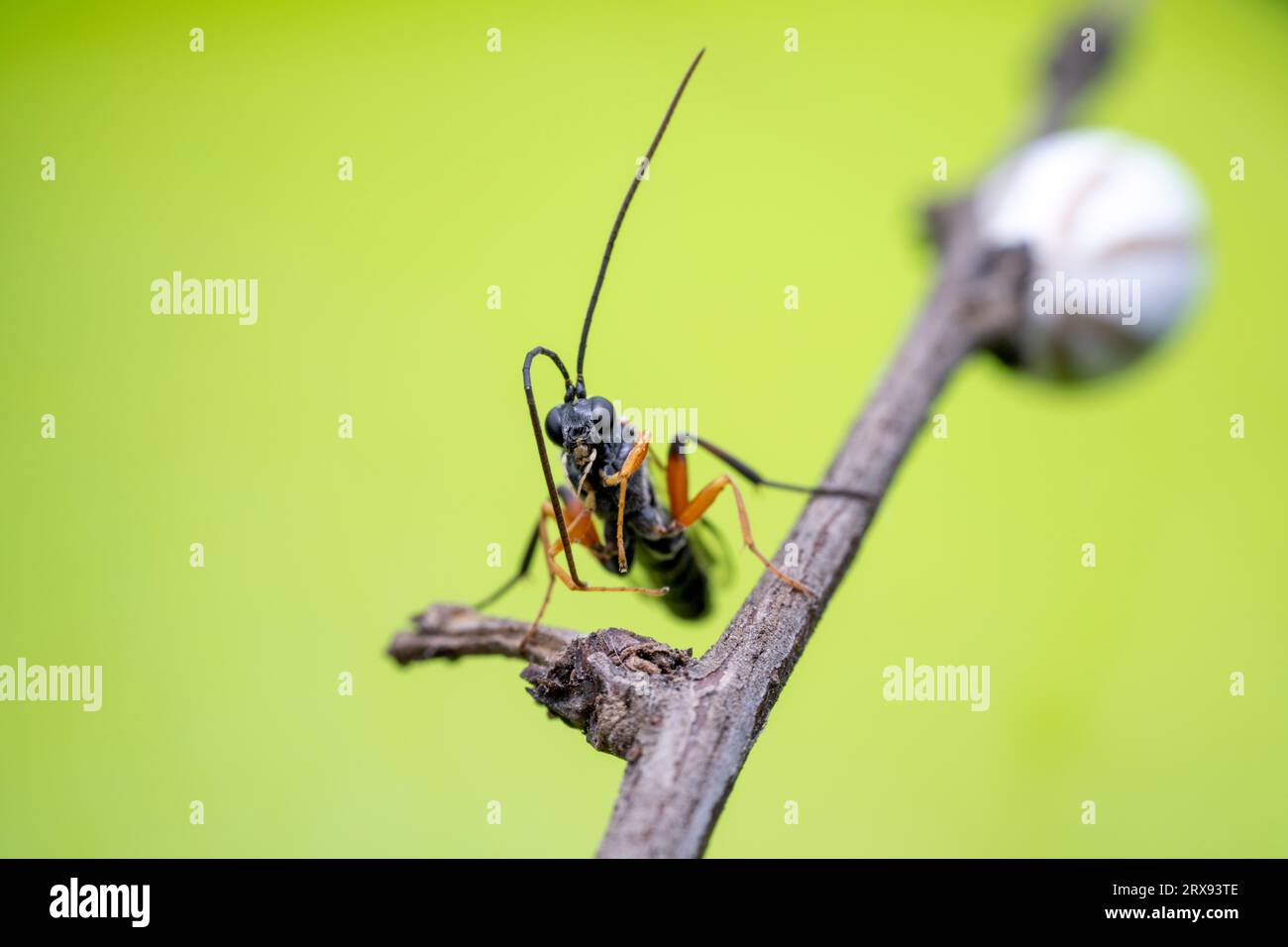 ichneumon flies on Limacodidae cocoon in the wild state Stock Photo - Alamy