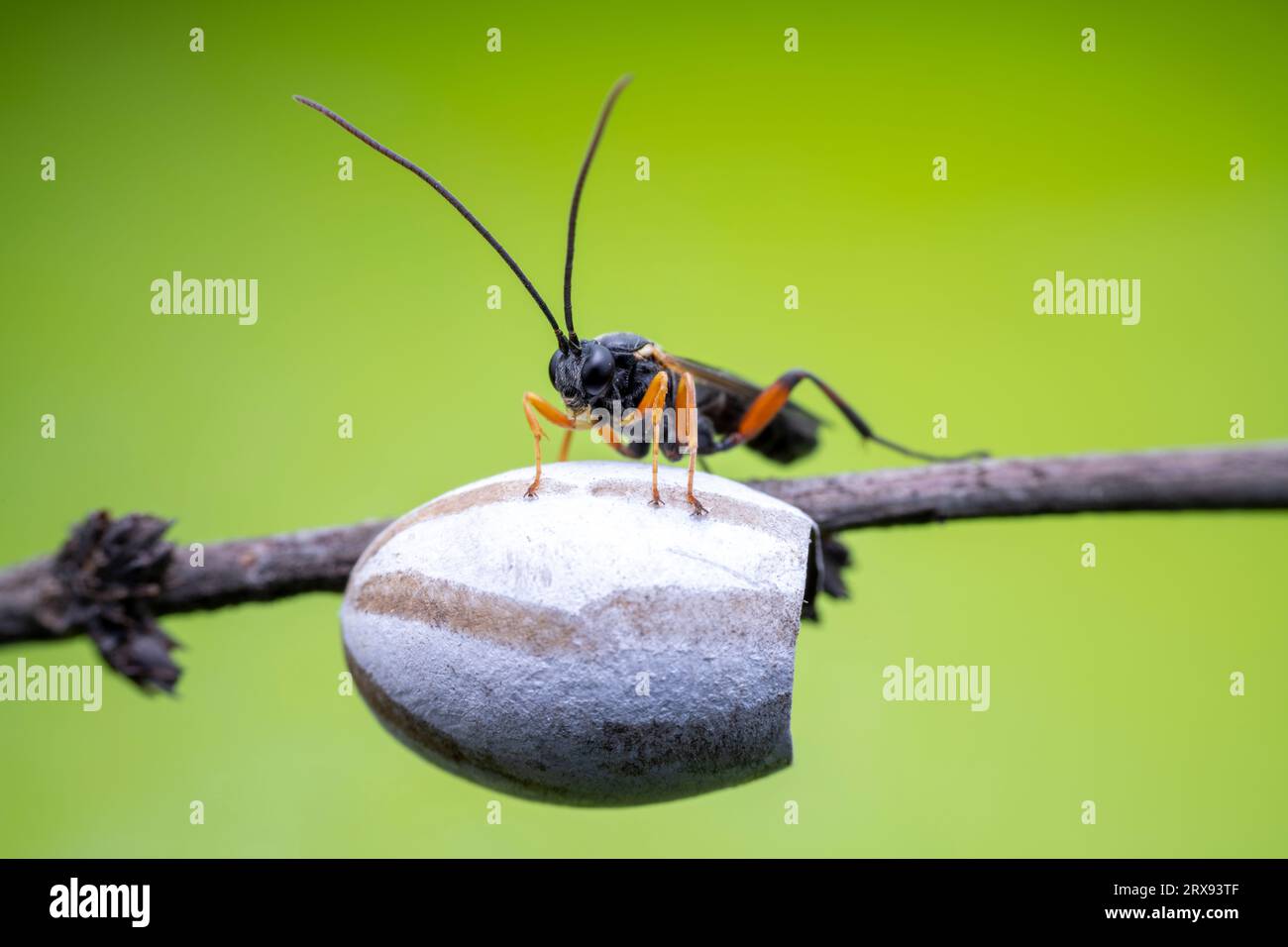 ichneumon flies on Limacodidae cocoon in the wild state Stock Photo - Alamy