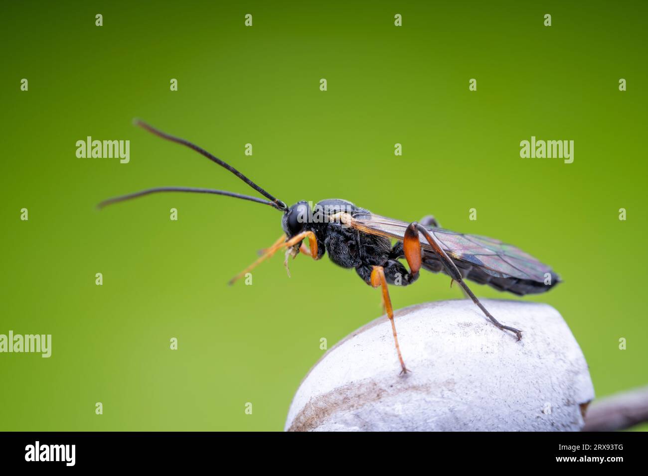 ichneumon flies on Limacodidae cocoon in the wild state Stock Photo - Alamy
