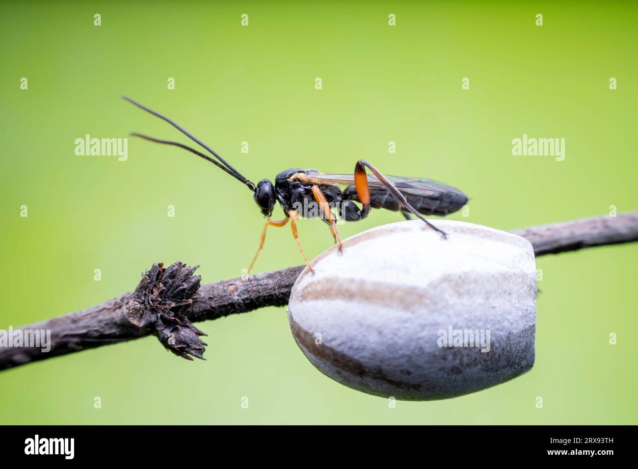 ichneumon flies on Limacodidae cocoon in the wild state Stock Photo - Alamy