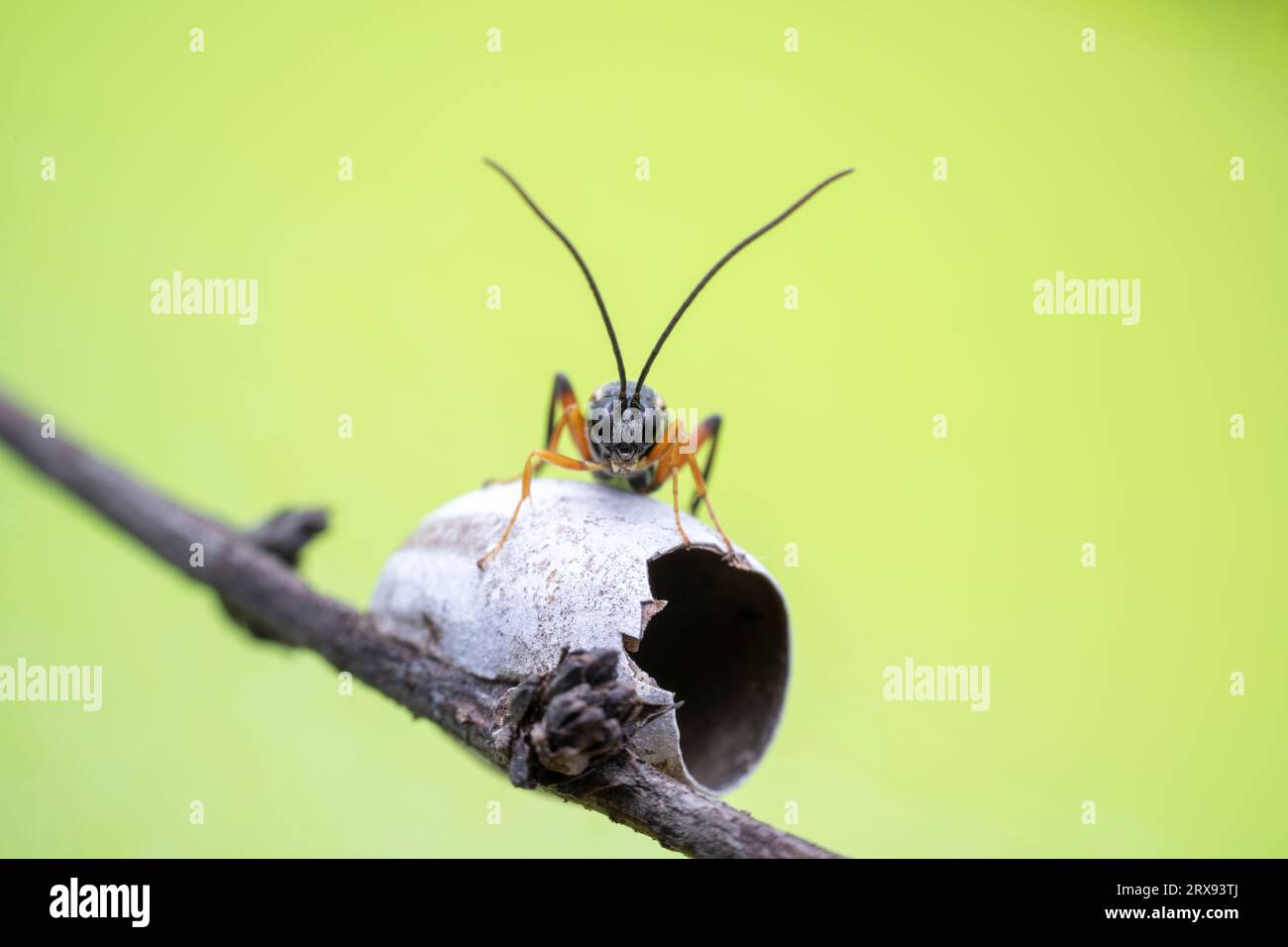 ichneumon flies on Limacodidae cocoon in the wild state Stock Photo - Alamy