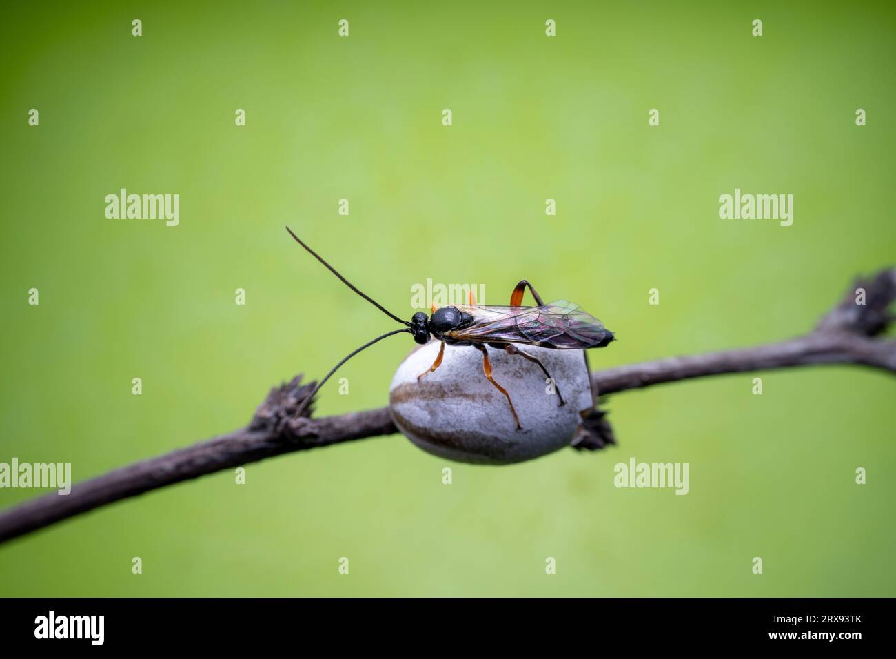 ichneumon flies on Limacodidae cocoon in the wild state Stock Photo - Alamy