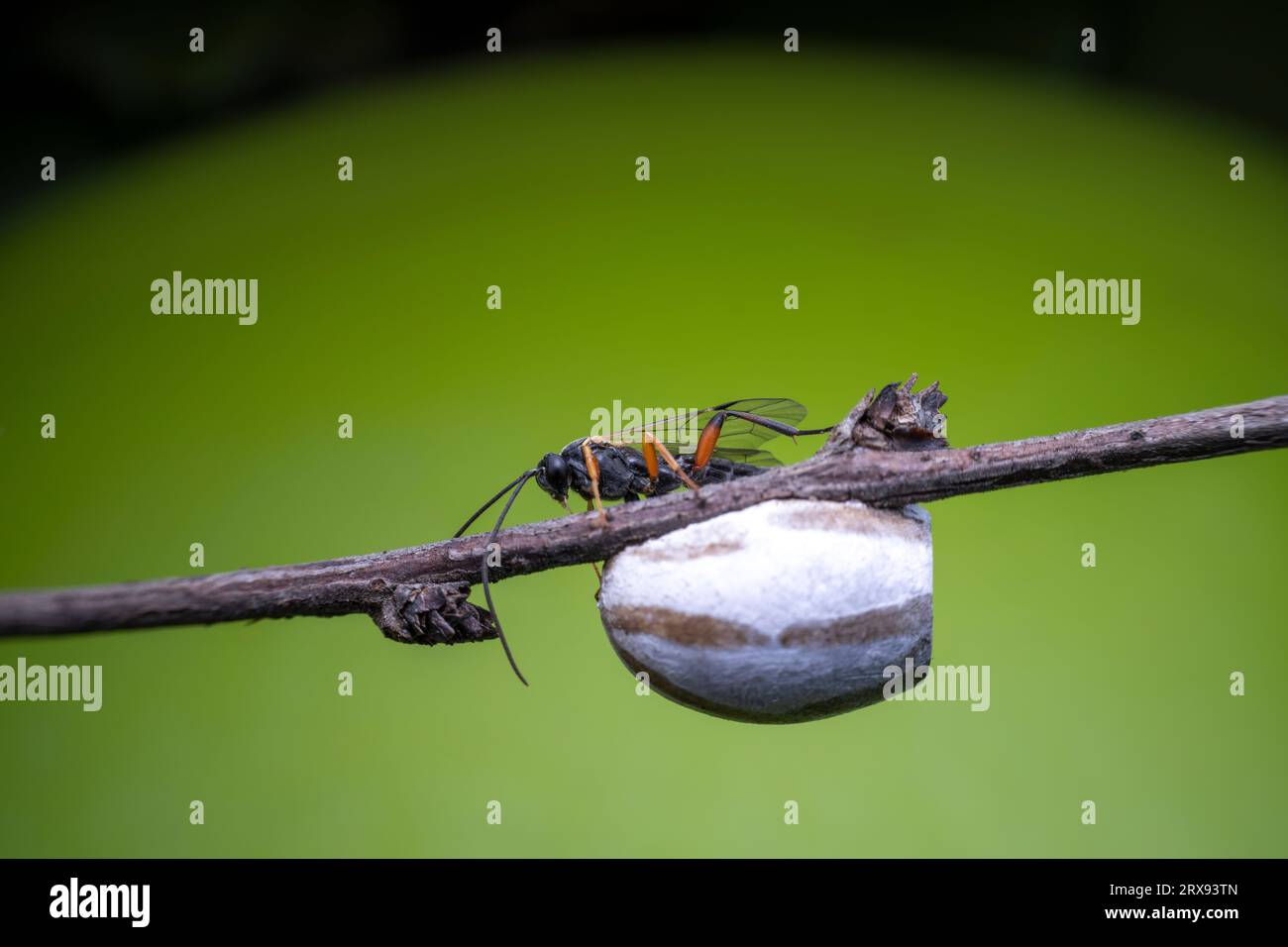 ichneumon flies on Limacodidae cocoon in the wild state Stock Photo - Alamy