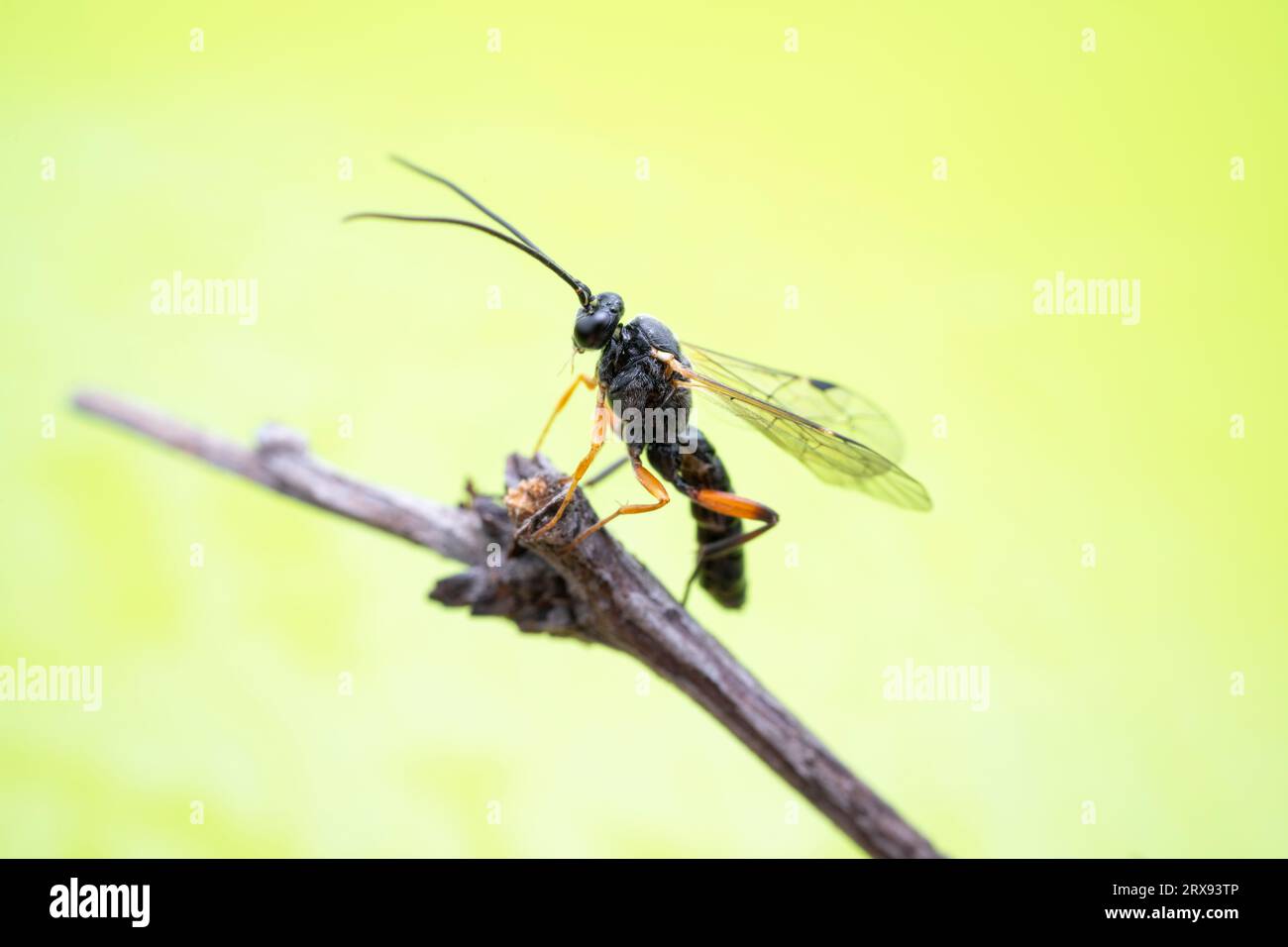 ichneumon flies on Limacodidae cocoon in the wild state Stock Photo - Alamy