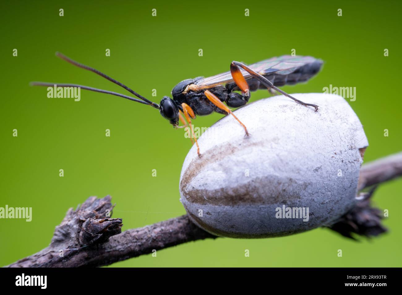 ichneumon flies on Limacodidae cocoon in the wild state Stock Photo - Alamy
