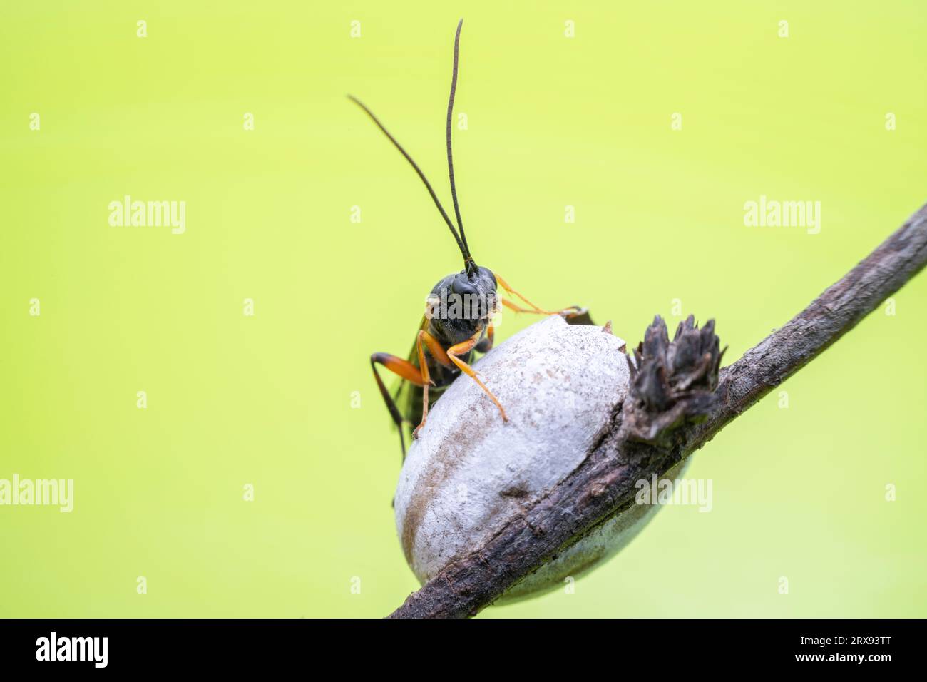 ichneumon flies on Limacodidae cocoon in the wild state Stock Photo - Alamy