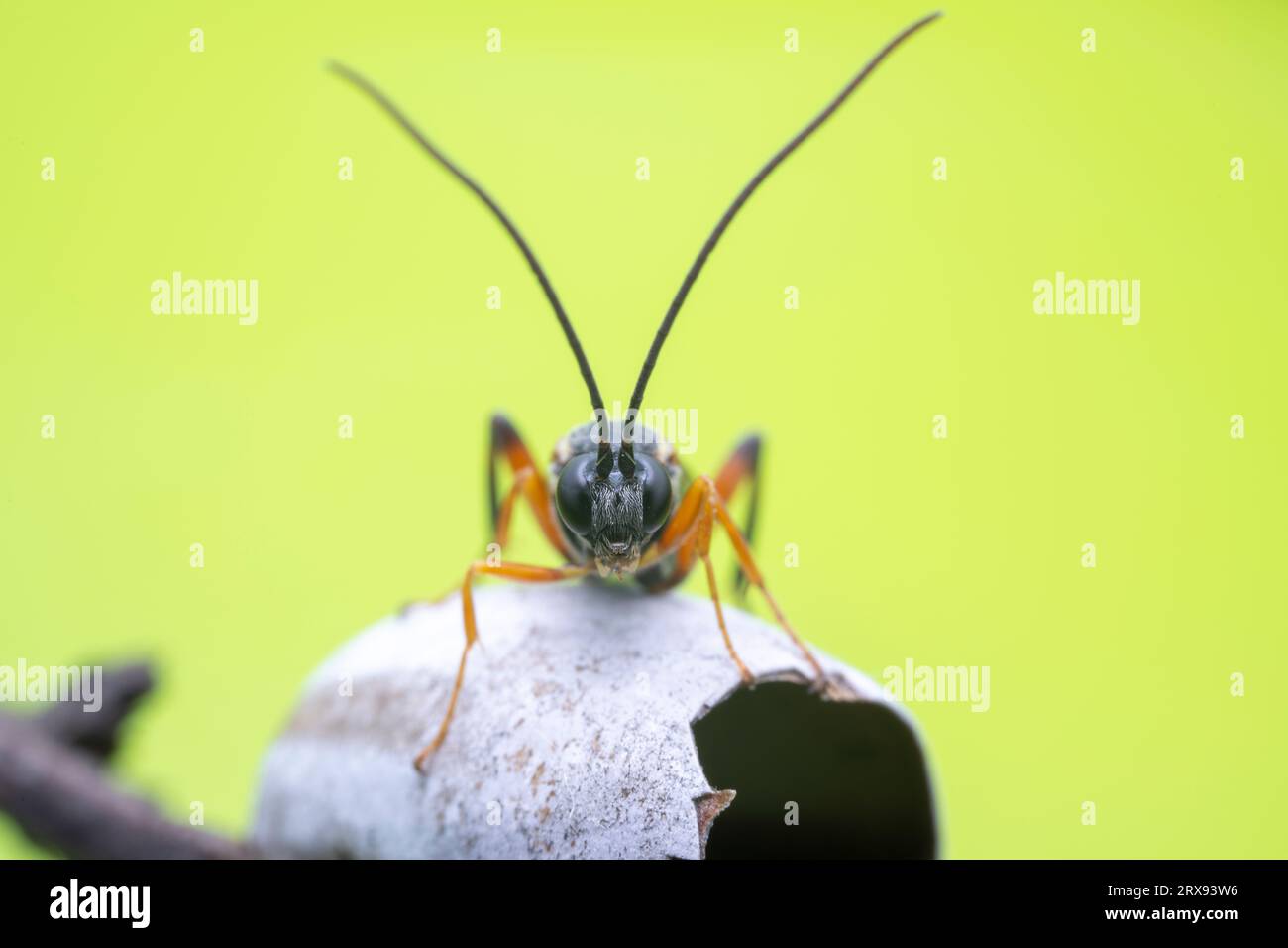 ichneumon flies on Limacodidae cocoon in the wild state Stock Photo - Alamy