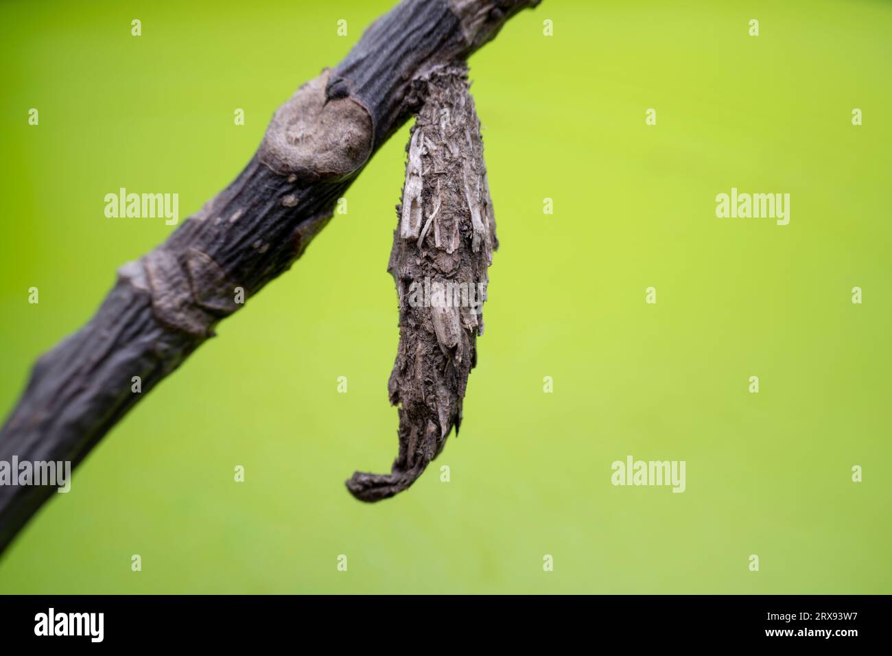 psychid larva in the wild state Stock Photo - Alamy