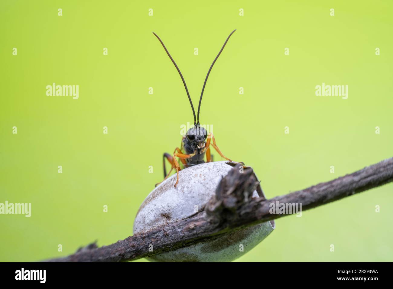 ichneumon flies on Limacodidae cocoon in the wild state Stock Photo - Alamy