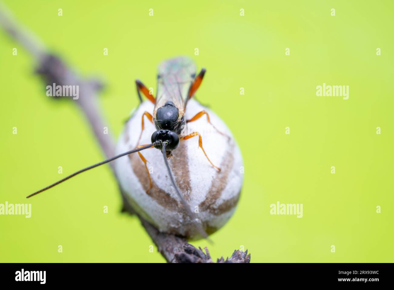 ichneumon flies on Limacodidae cocoon in the wild state Stock Photo - Alamy