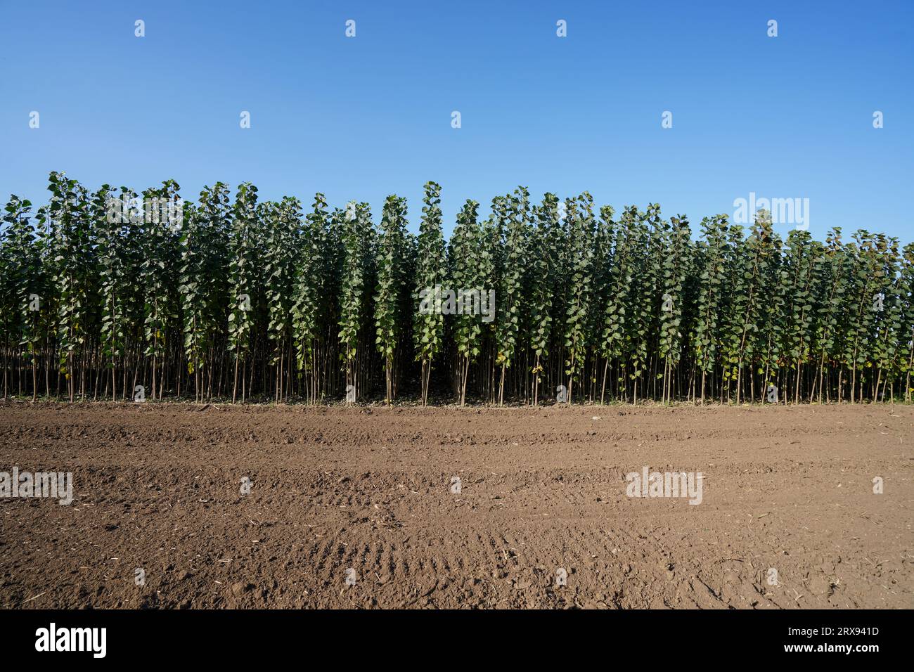 Fast growing poplar hi-res stock photography and images - Alamy