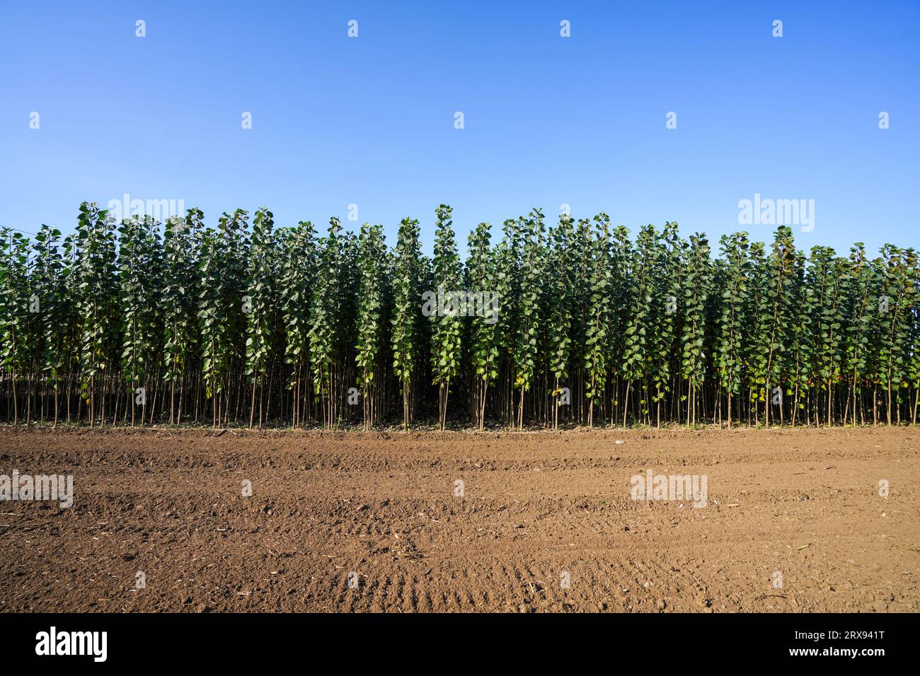 Fast growing poplar hi-res stock photography and images - Alamy