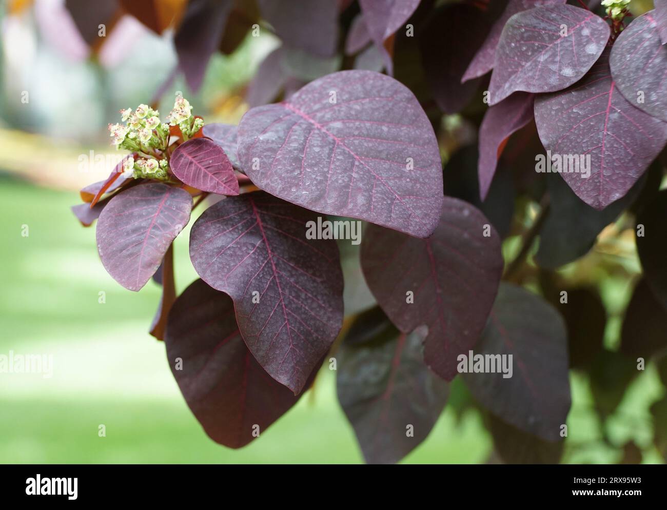 Beautiful dark red leaves of Caribbean Copper plant Stock Photo - Alamy