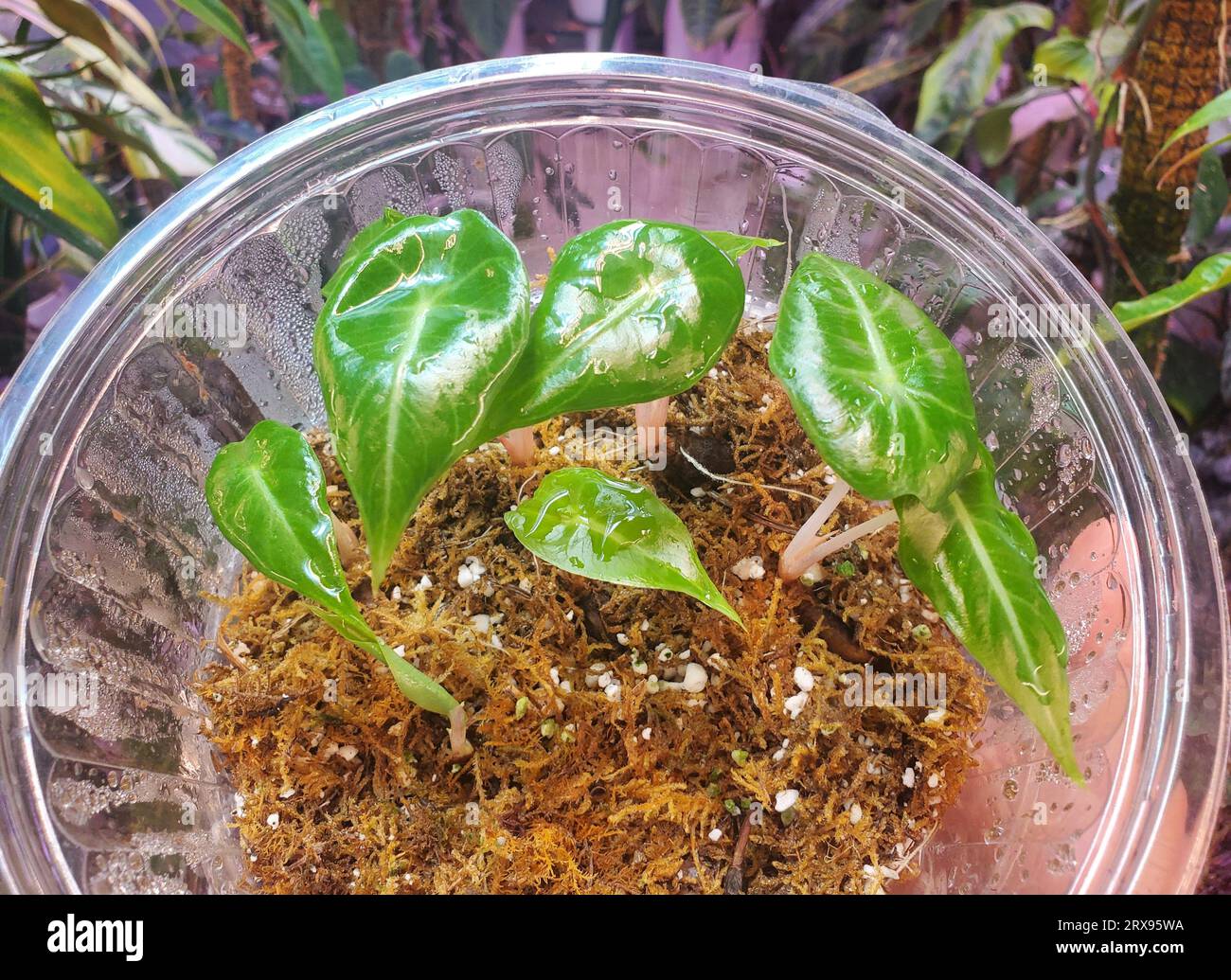 The small baby plants of Alocasia Morocco propagated inside of a clear ...