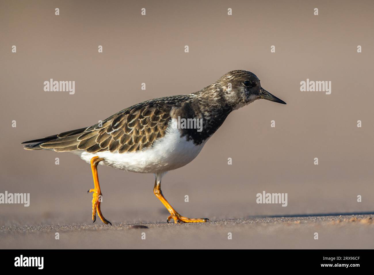 Ruddy Turnstone, Arenaria interpres, bird feeding on the beach at low ...