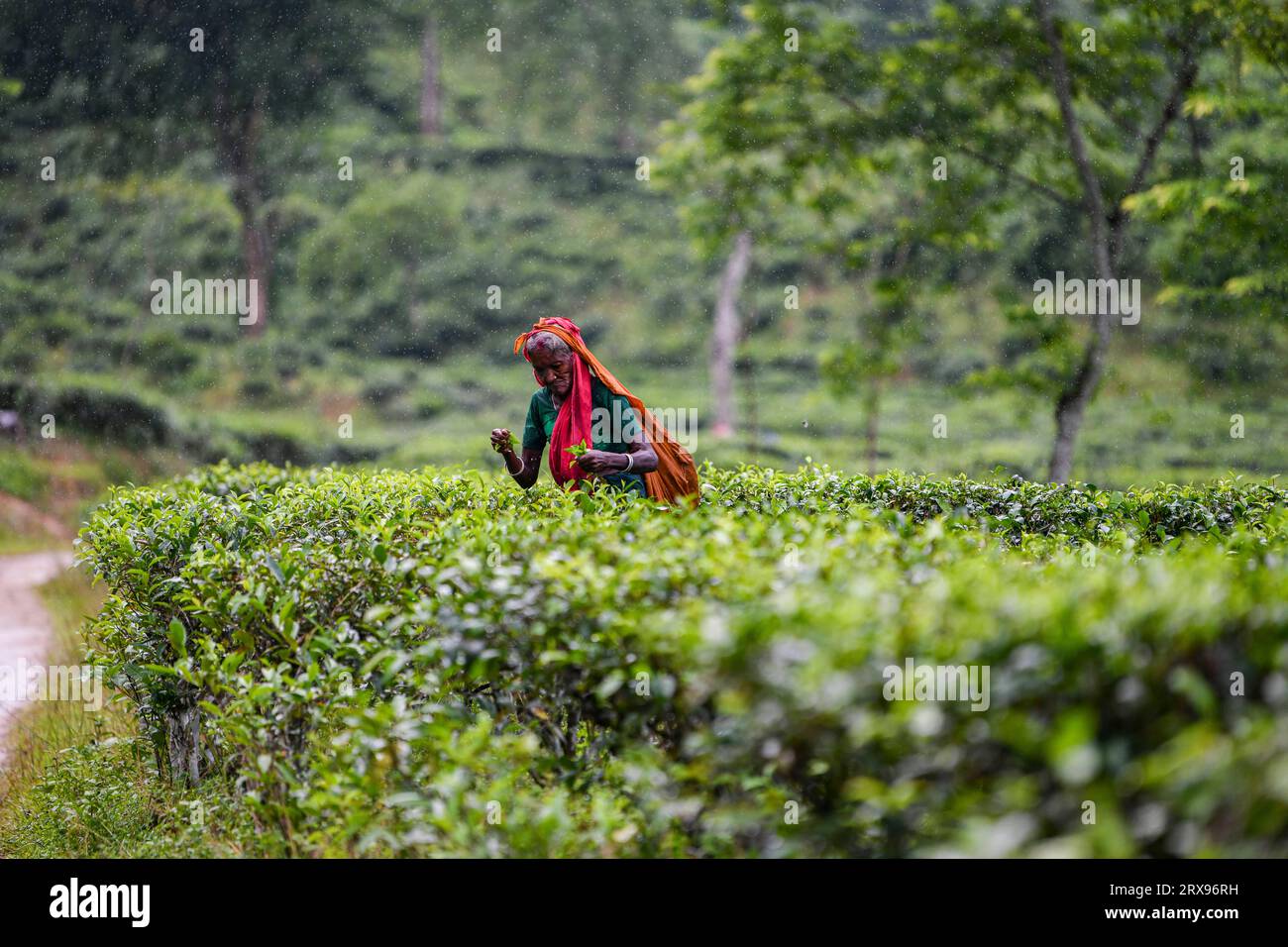 A Bangladeshi woman plucking tea leaves at a tea garden in Sylhet. Tea ...