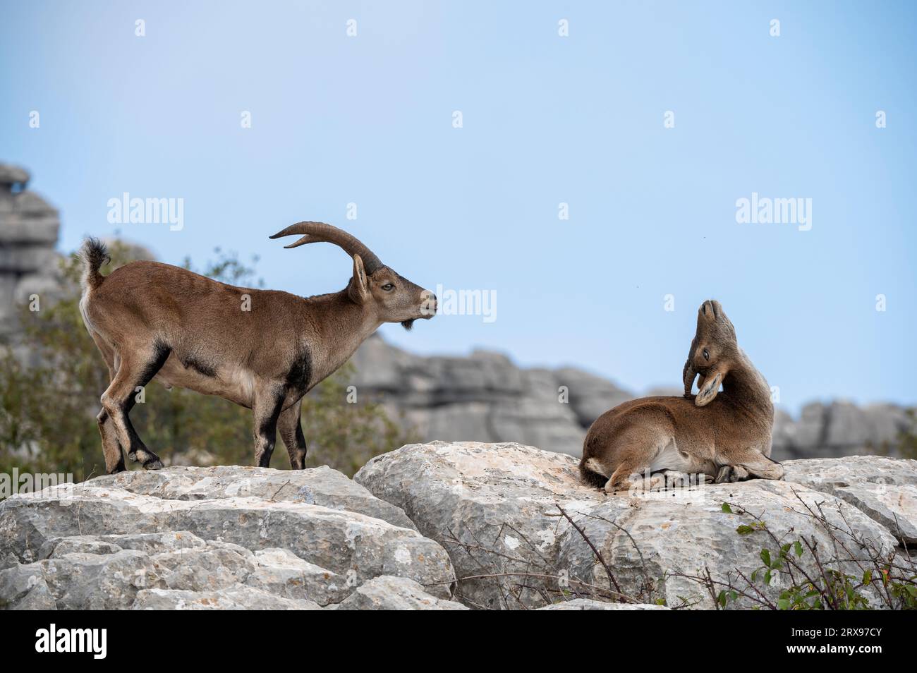 Spanish ibex (Capra pyrenaica). Male standing beside female laying on ...