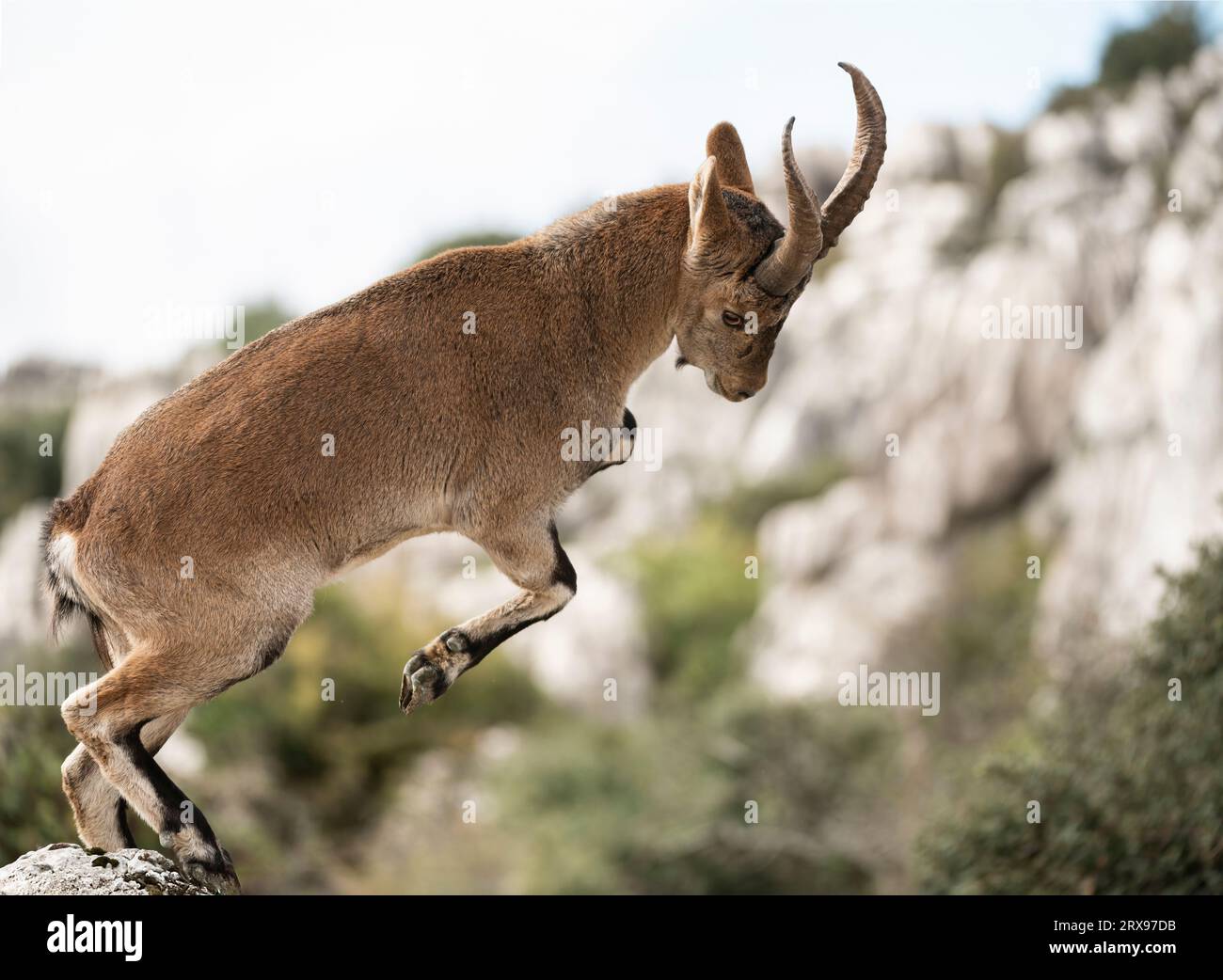 Ibex (Capra pyrenaica) rearing up on its hind legs ready to crash its ...