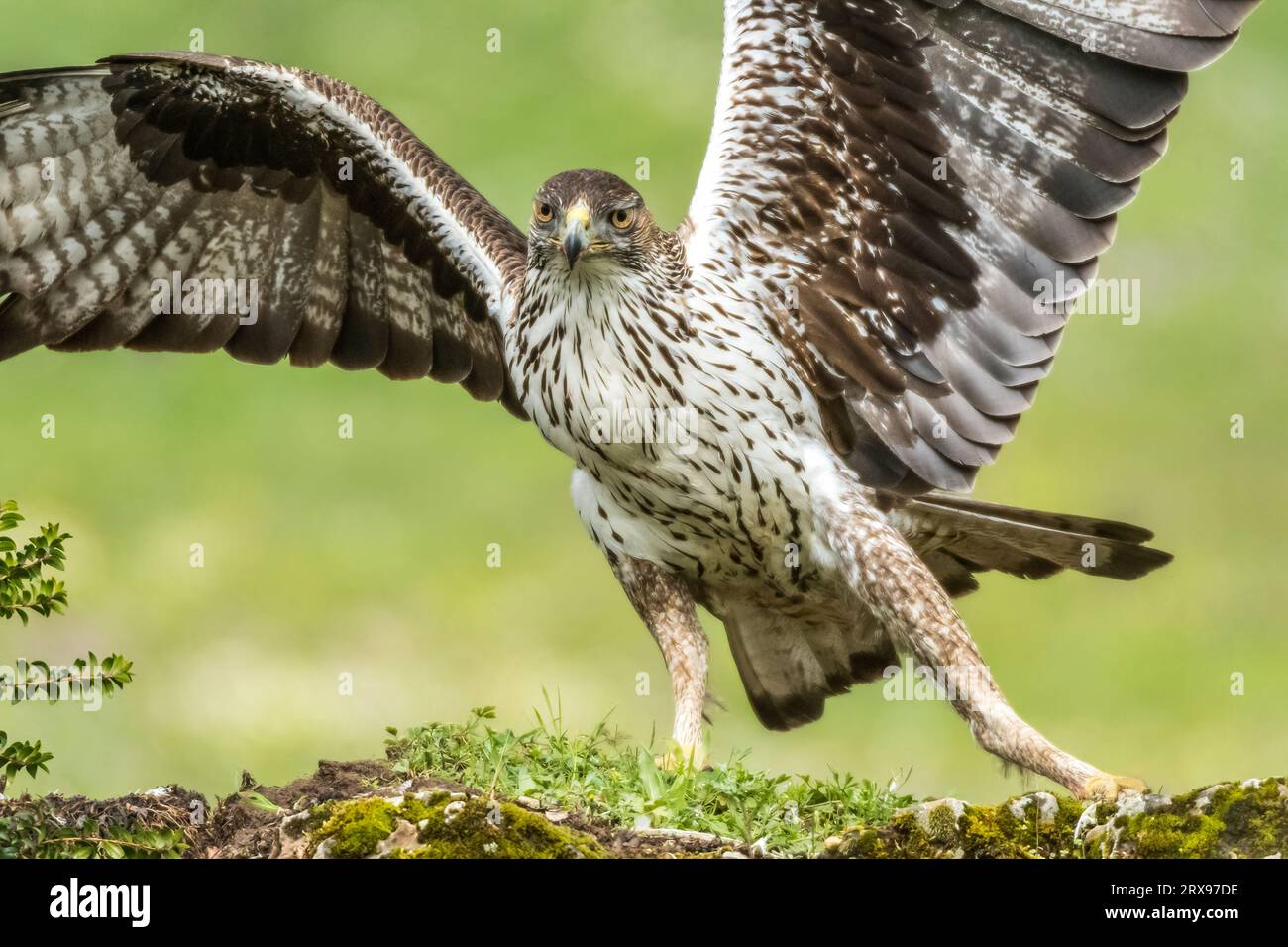 Bonelli's eagle (Aquila fasciata) adult landing on rock with open wings ...