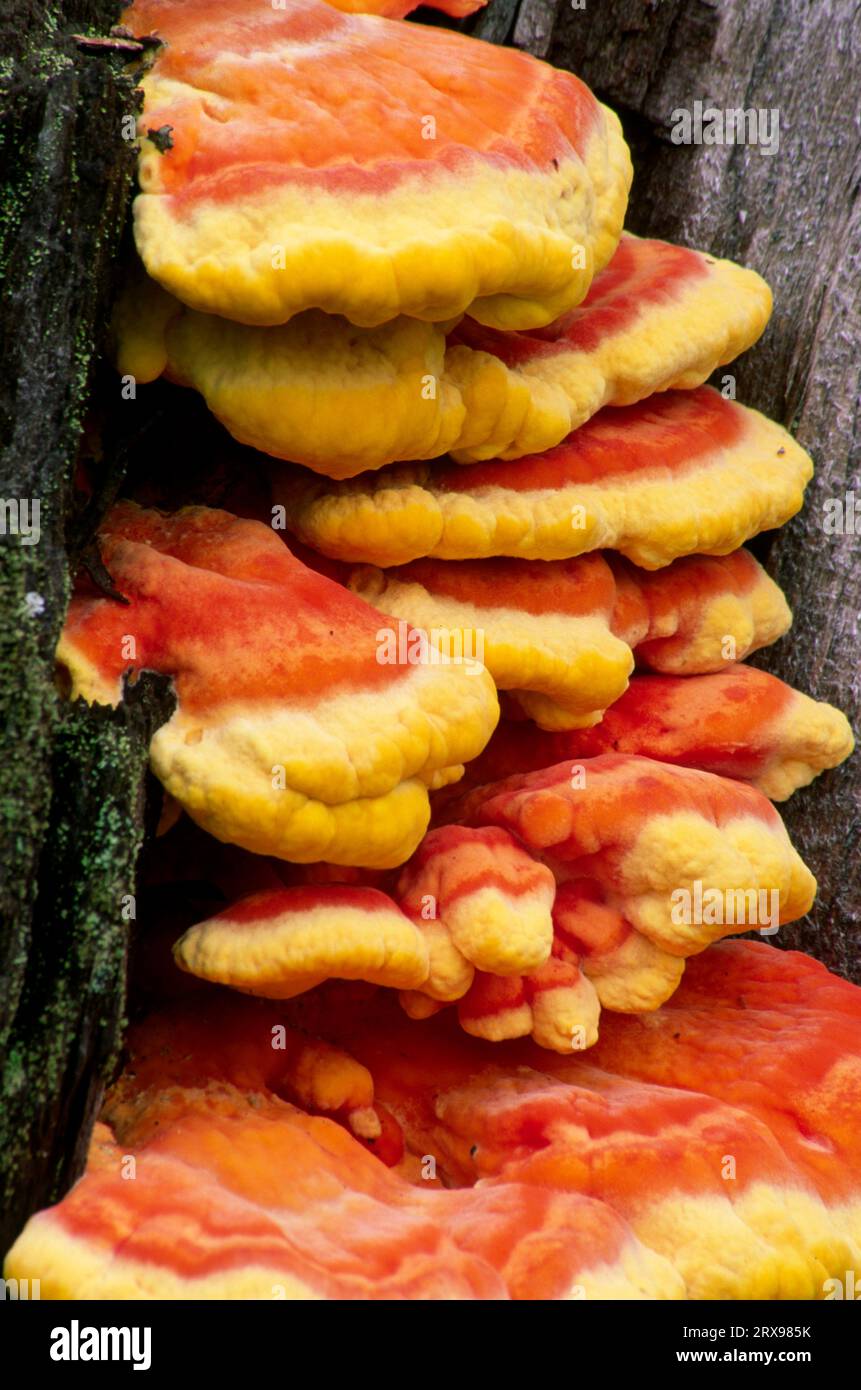Fungi on stump on High Falls Loop Trail, Five Ponds Wilderness ...