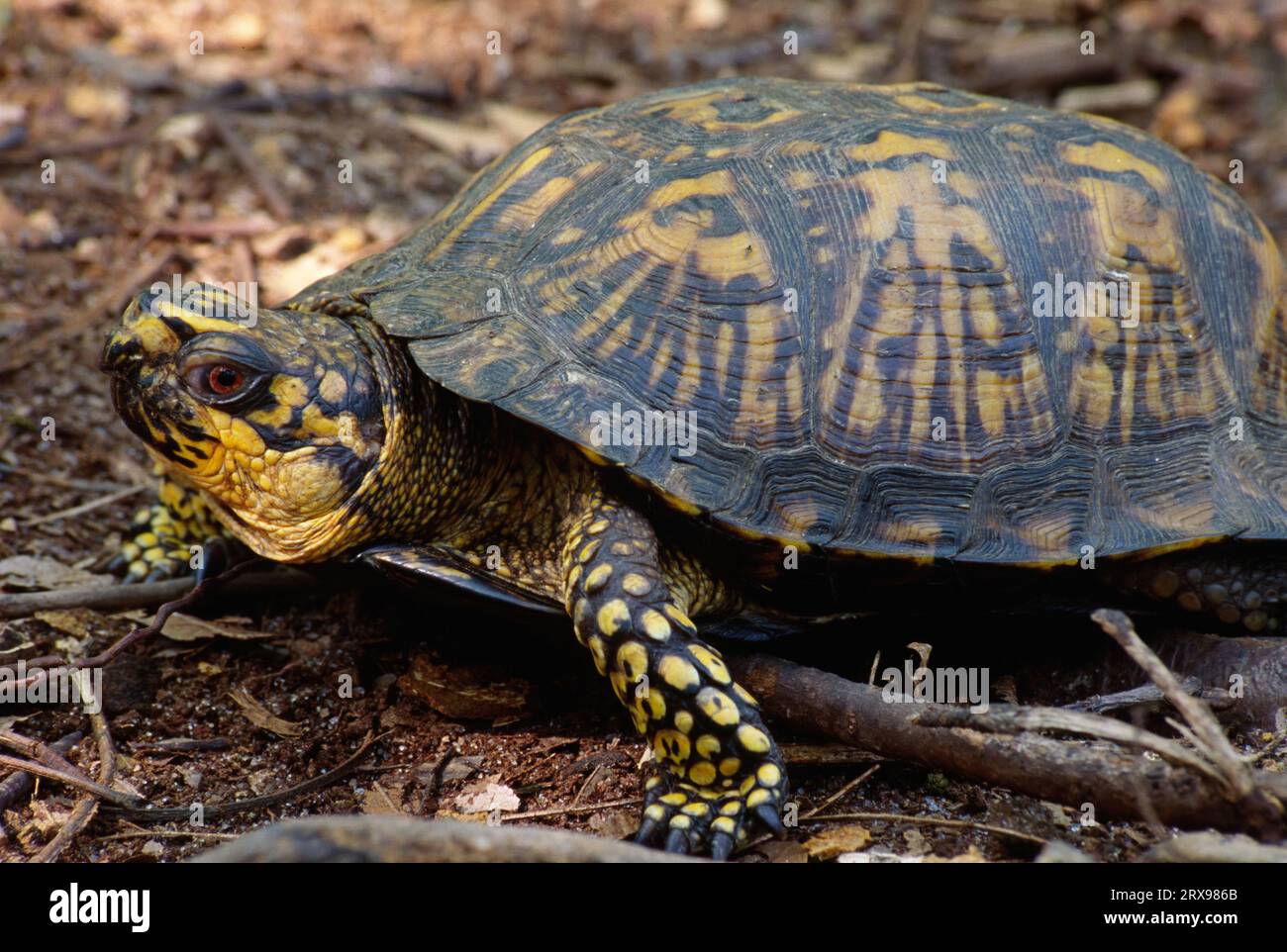 Box turtle along Paumanok Path, Hither Hills State Park, New York Stock ...