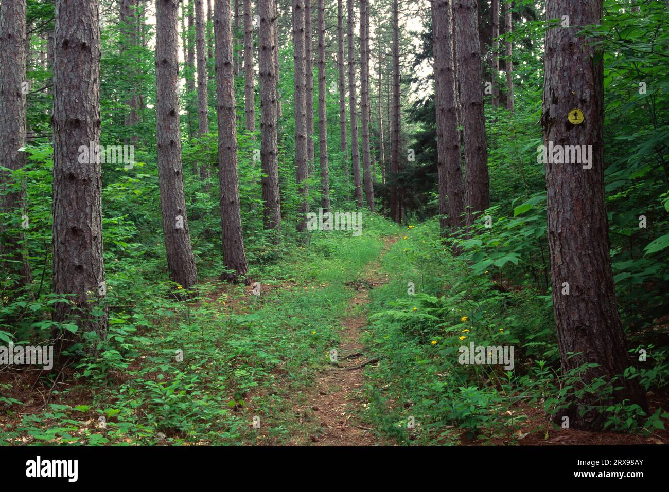 Pine plantation, Charleston State Forest, New York Stock Photo - Alamy