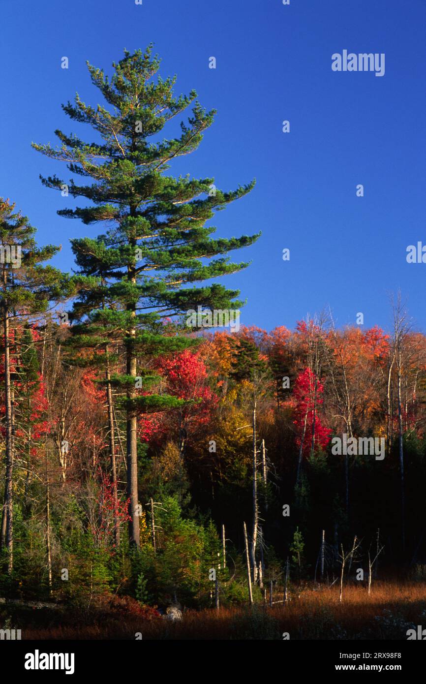 White pine, Adirondack Park, New York Stock Photo - Alamy