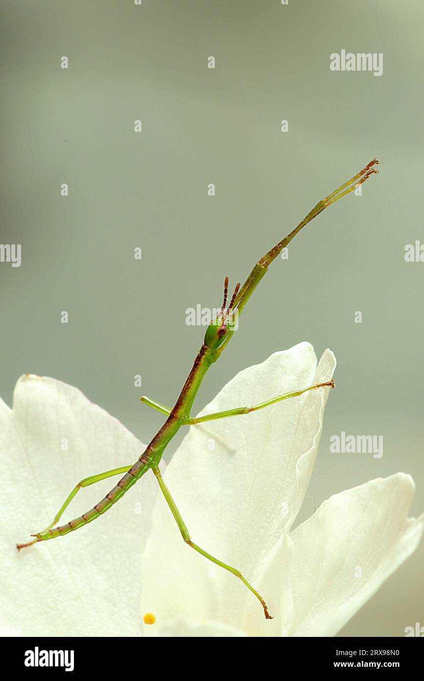 Walking stick insect on white hi-res stock photography and images - Alamy