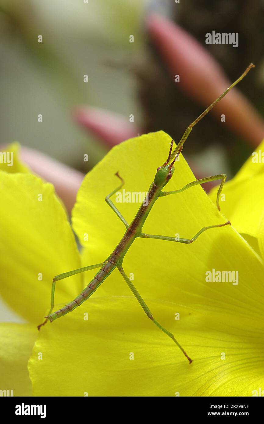 Juvenile smooth stick insect (Clitarchus sp.) on flowers Stock Photo ...
