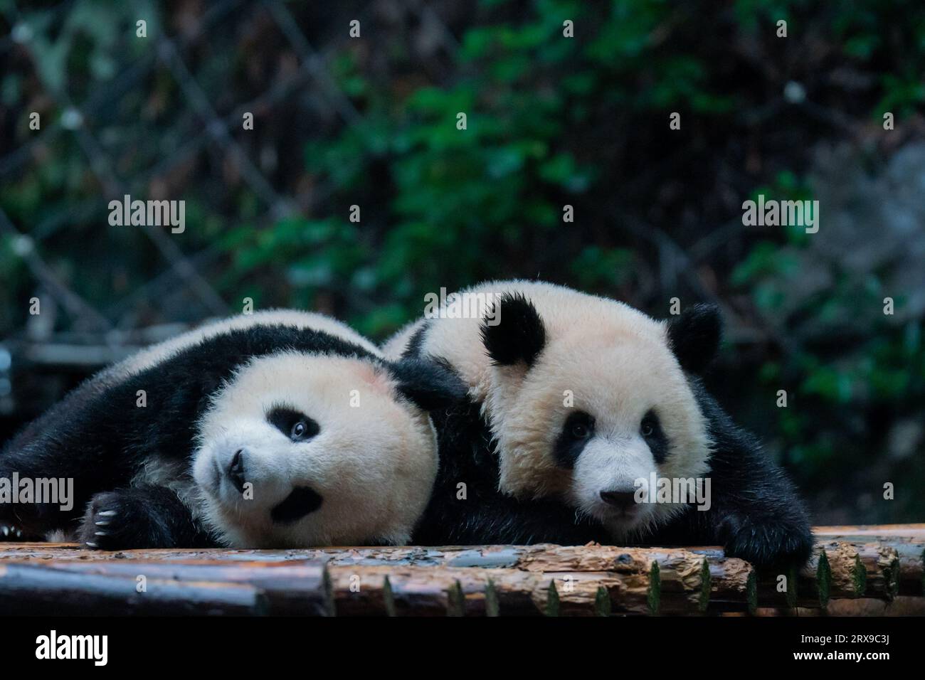 Chongqing, China. 24th Sep, 2023. CHONGQING, CHINA - SEPTEMBER 23, 2023 ...