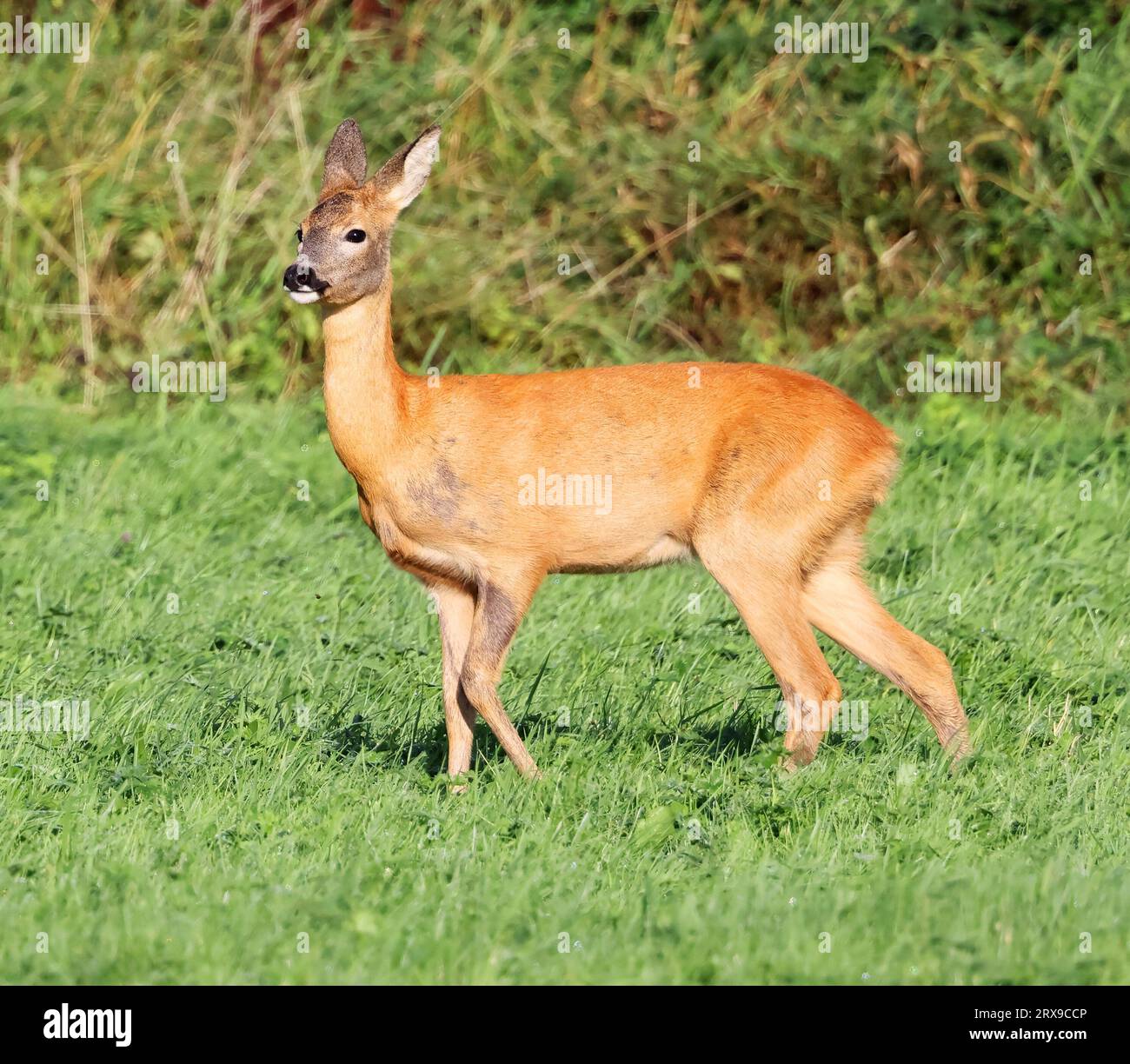 A Roe Deer doe (Capreolus capreolus) in the Cotswold Hills ...
