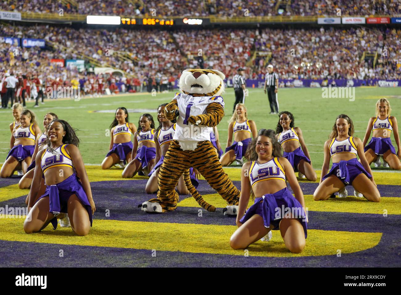 Razorbacks mascot hi-res stock photography and images - Alamy