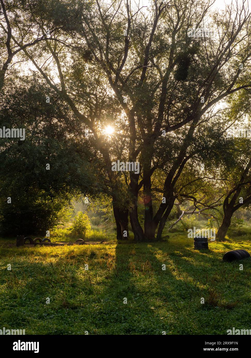 Natural sunlight and sun rays through woods trees in forest. Landscape ...