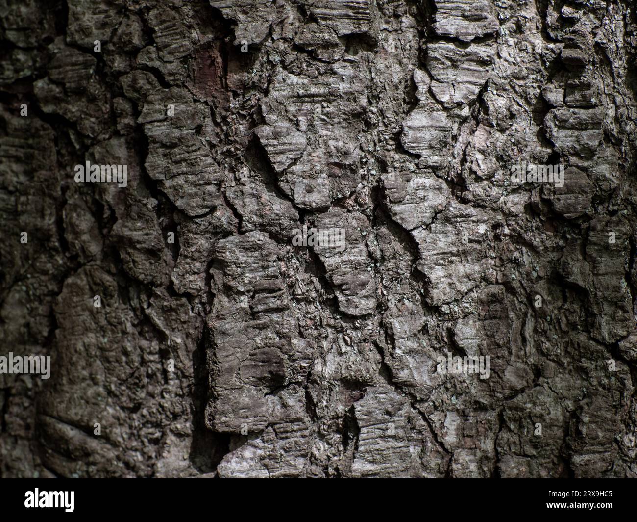 Interesting wood surface. Wood texture background. Detailed pictures of ...