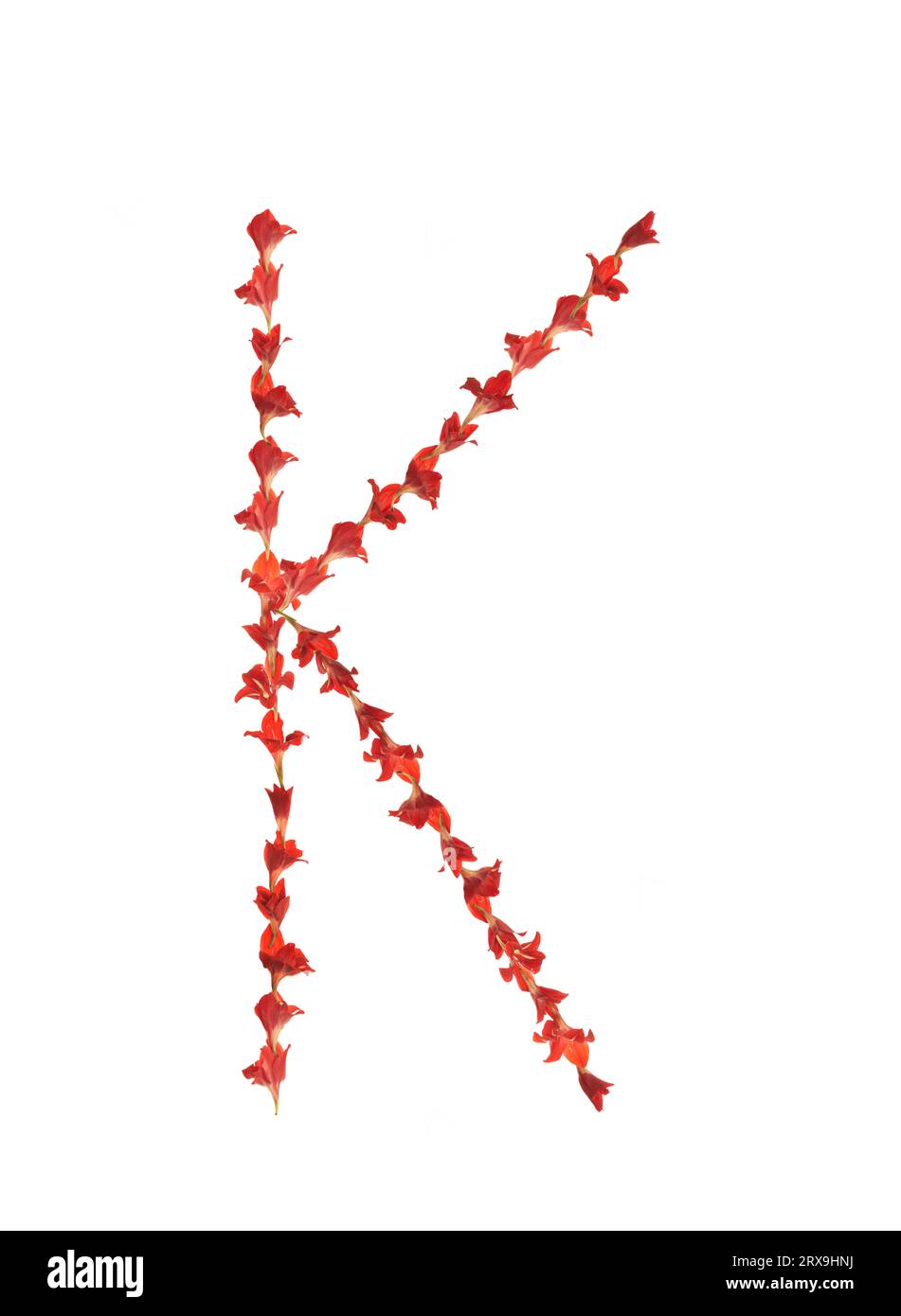 Letter K in beautiful red gladiolus blossoms, full of colorful patterns ...