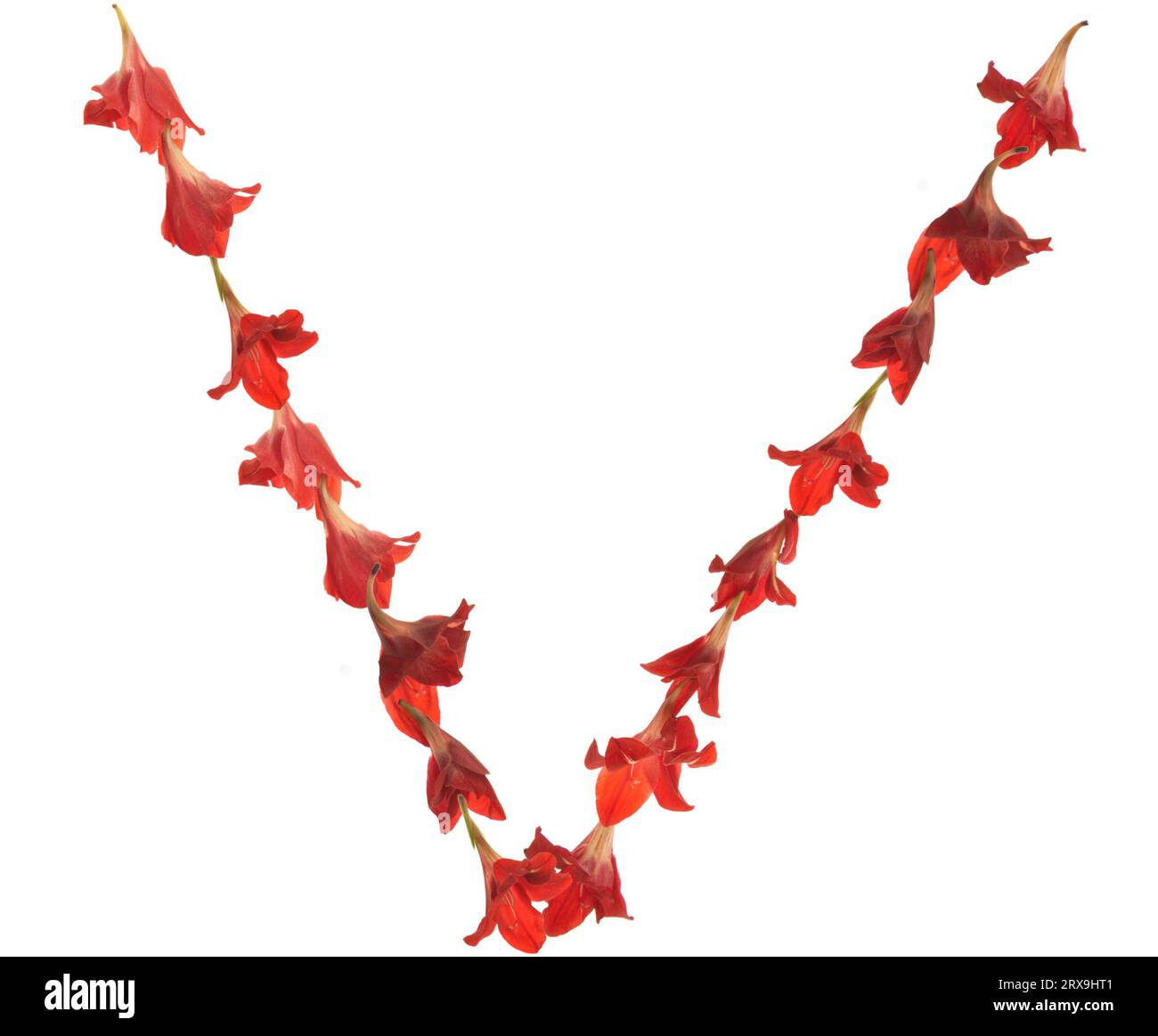 Letter V in beautiful red gladiolus blossoms, full of colorful patterns ...