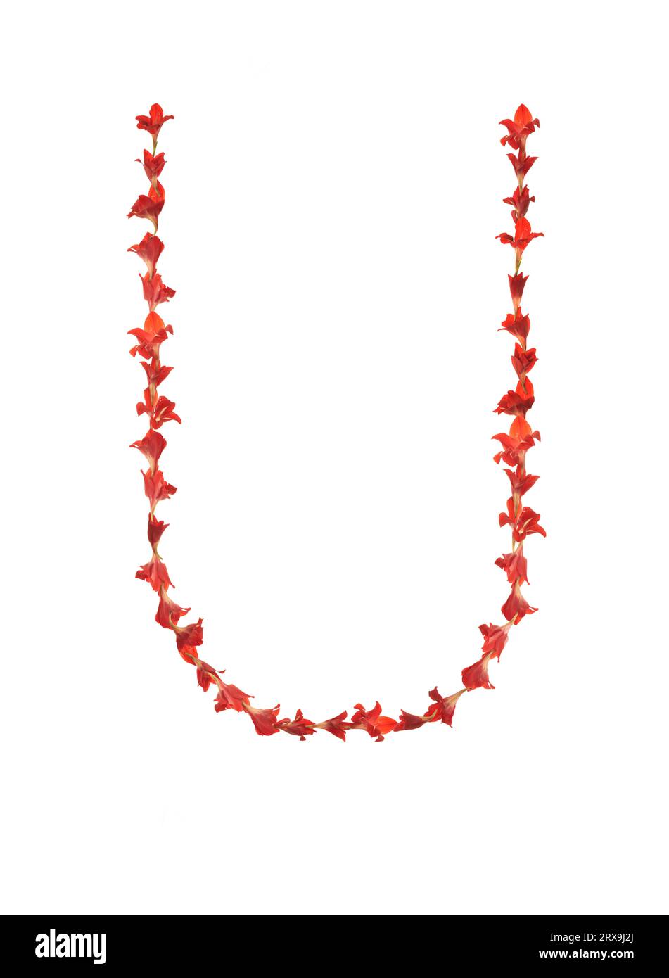 Letter U in beautiful red gladiolus blossoms, full of colorful patterns ...