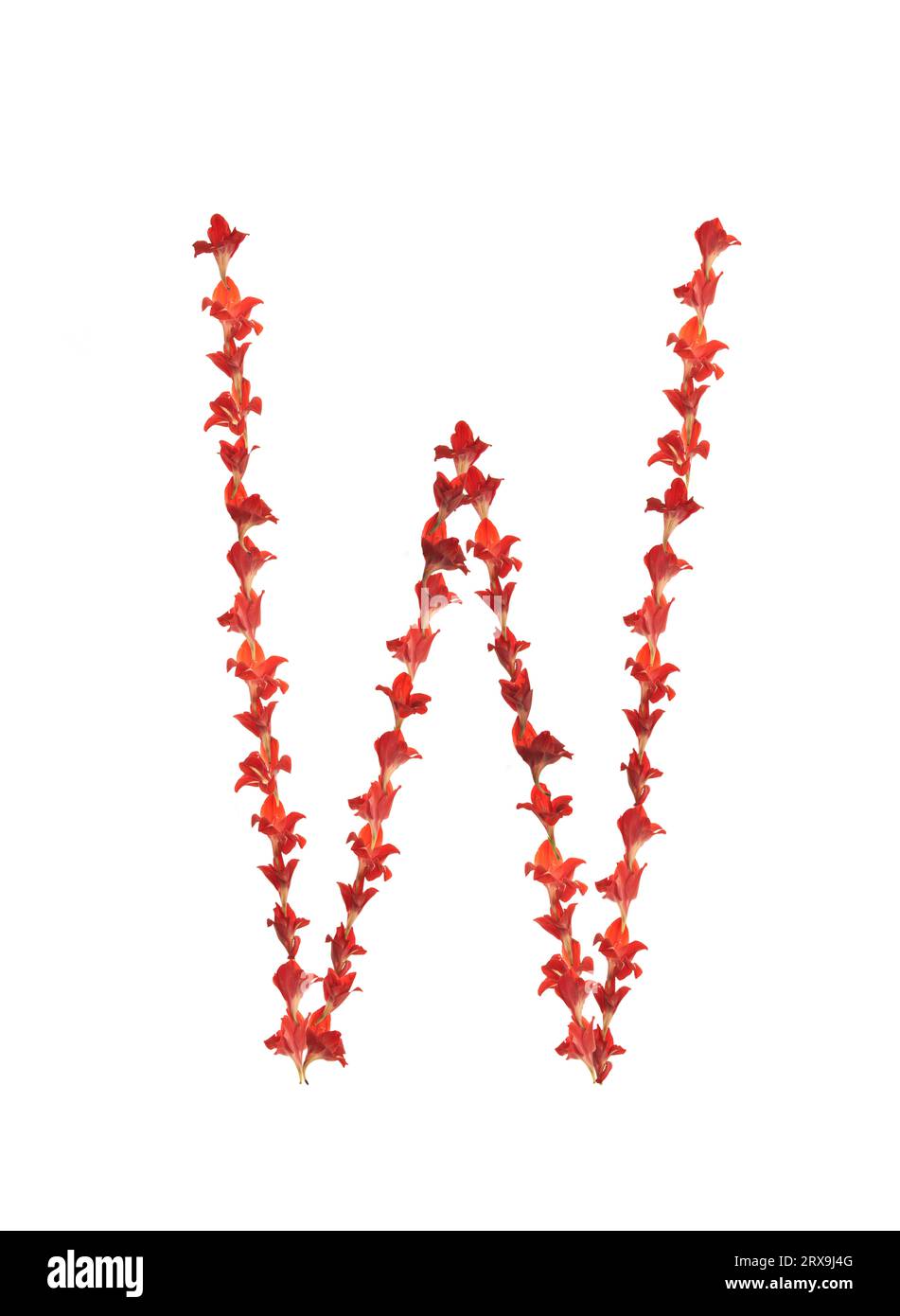Letter W in beautiful red gladiolus blossoms, full of colorful patterns ...