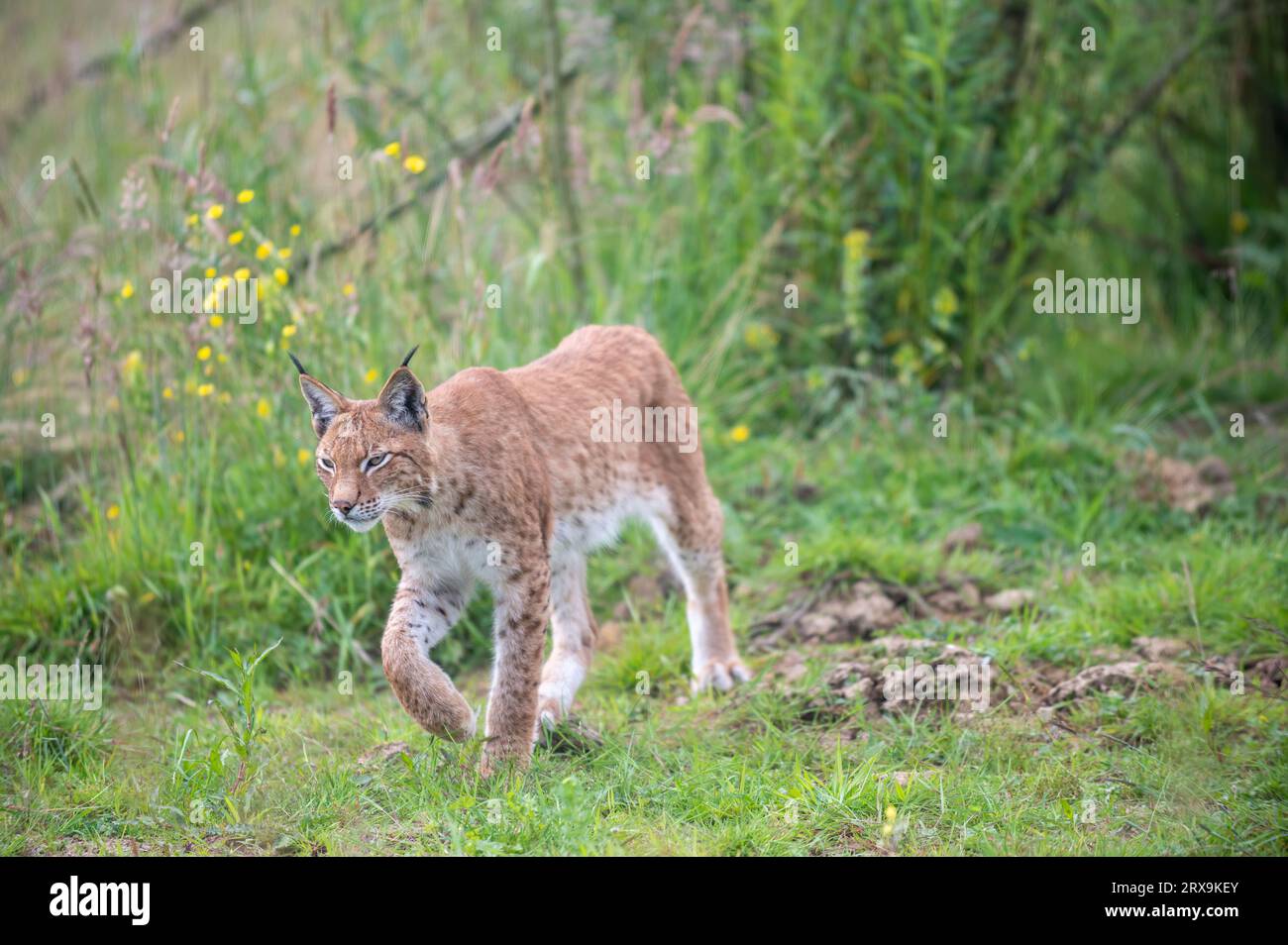European lynx, Lynx lynx Stock Photo - Alamy