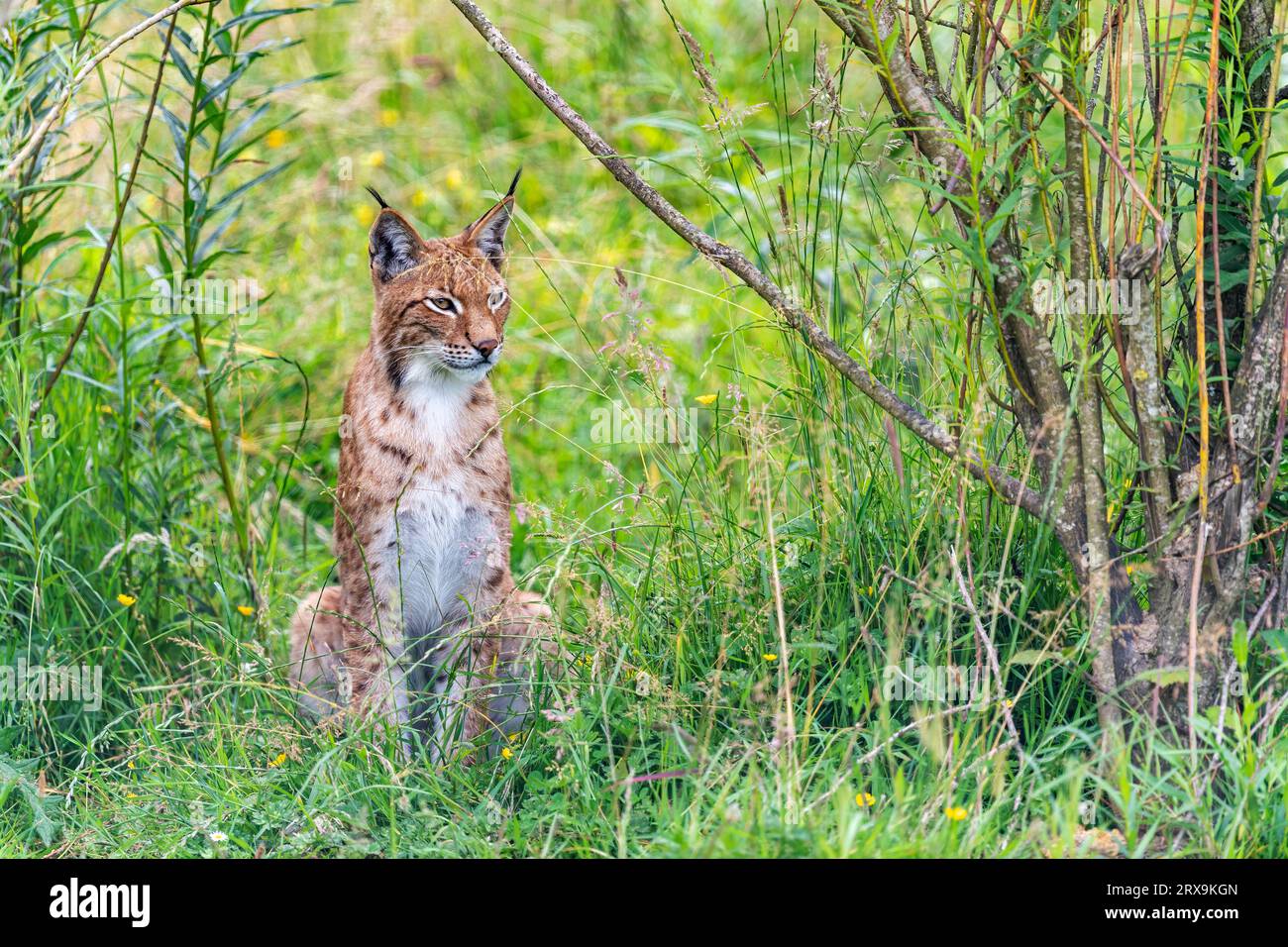 Largest lynx hi-res stock photography and images - Alamy