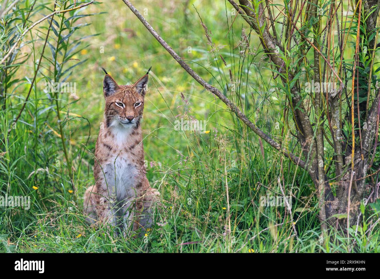 European lynx, Lynx lynx Stock Photo - Alamy