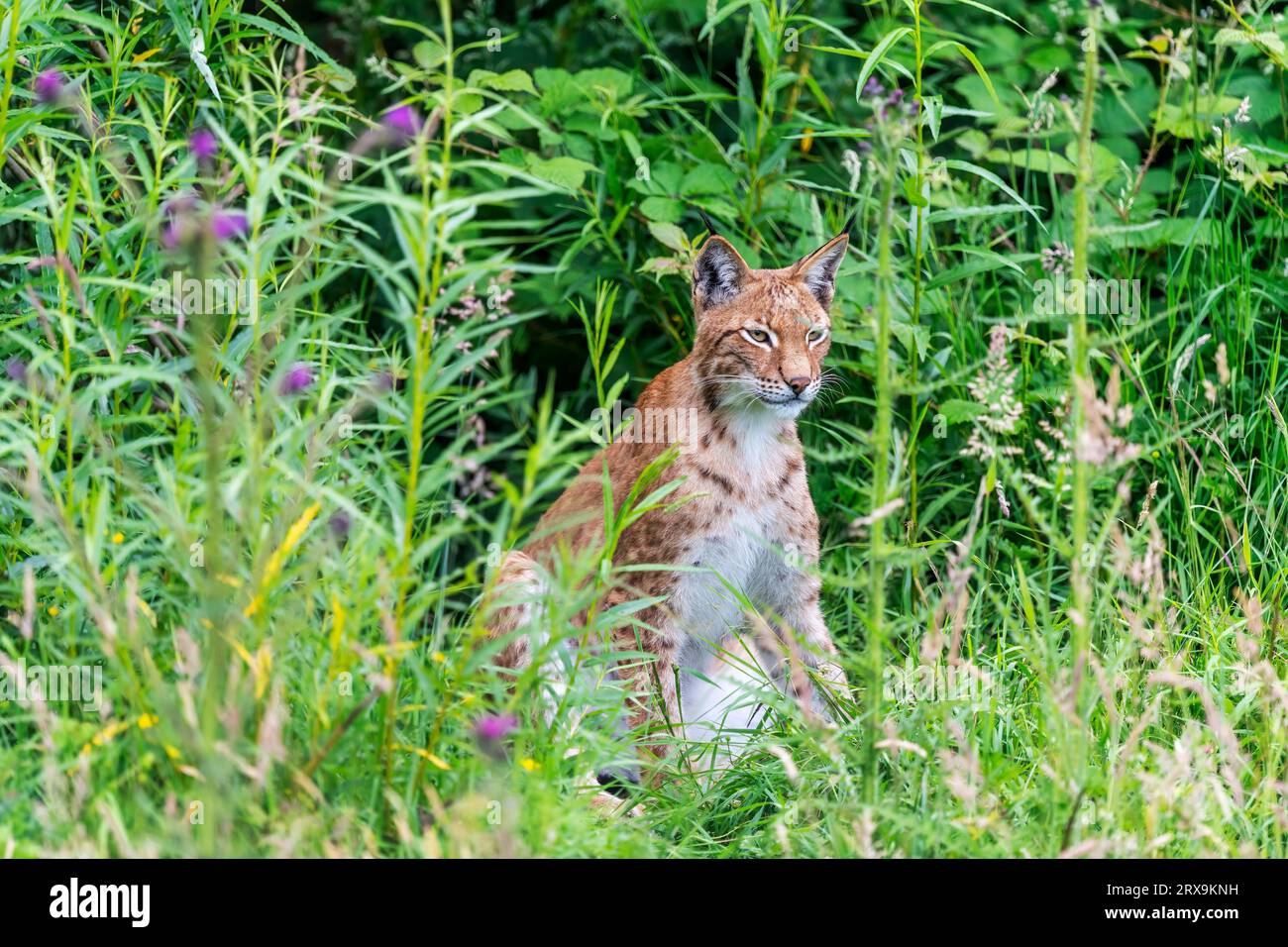 European lynx, Lynx lynx Stock Photo - Alamy