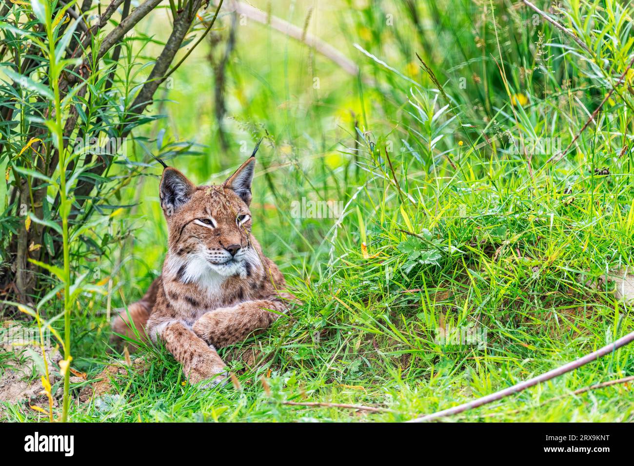 European lynx, Lynx lynx Stock Photo - Alamy