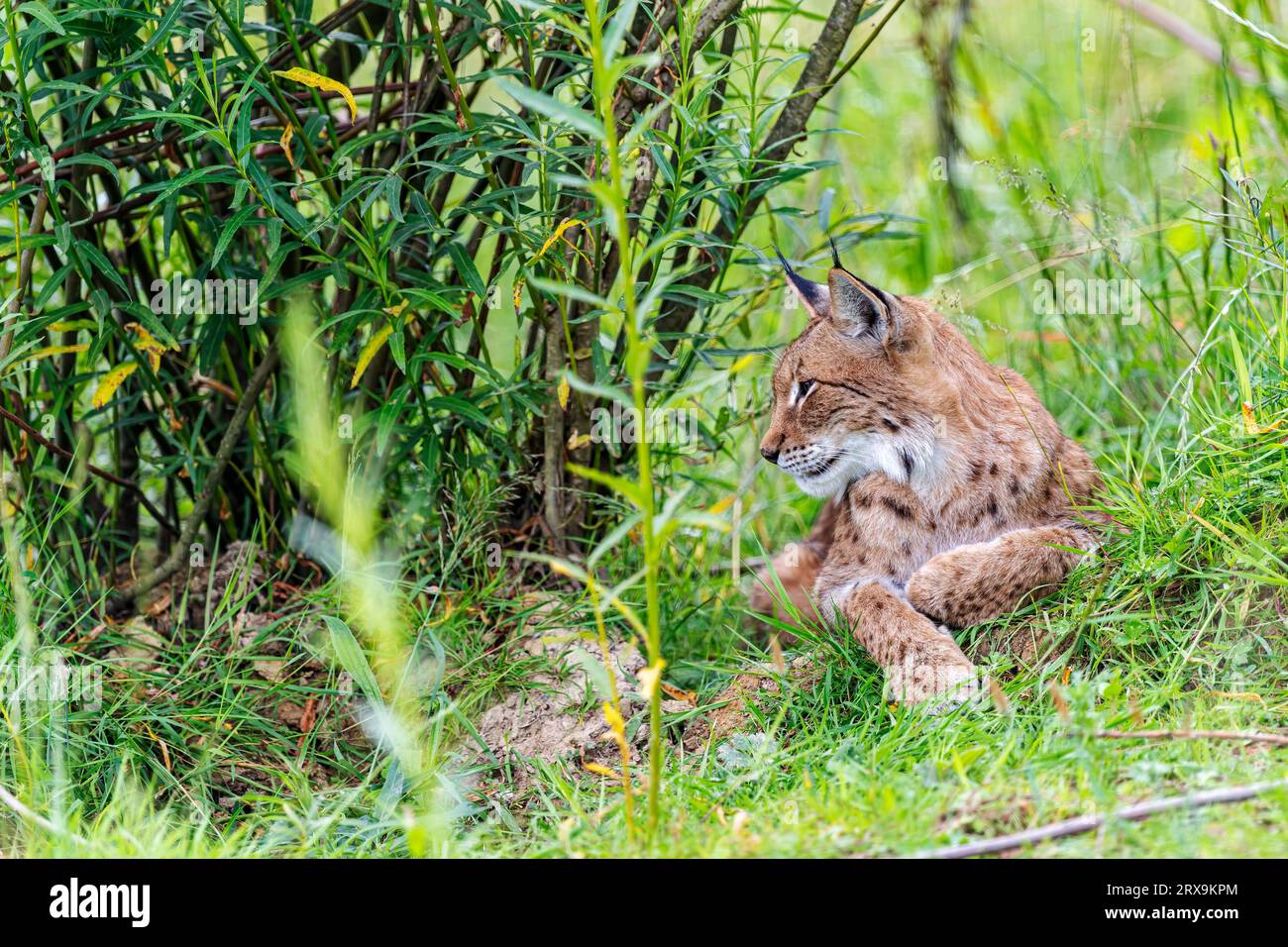 European lynx, Lynx lynx Stock Photo - Alamy