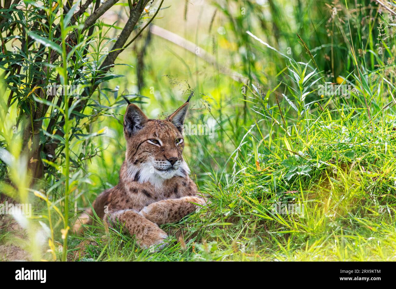 European lynx, Lynx lynx Stock Photo - Alamy