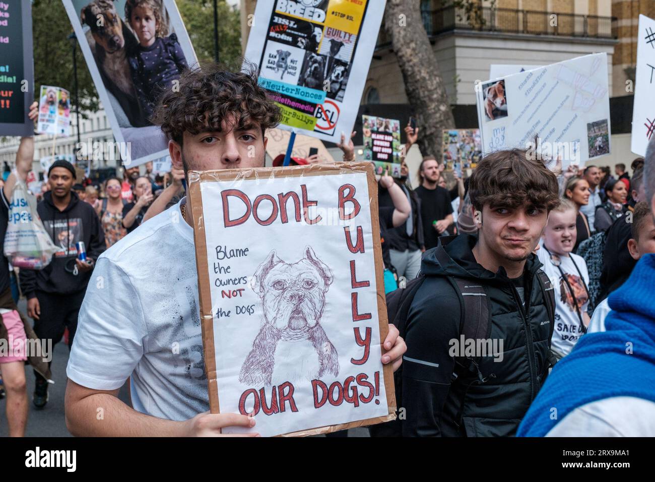 Xl bully breed controversy hi-res stock photography and images - Alamy