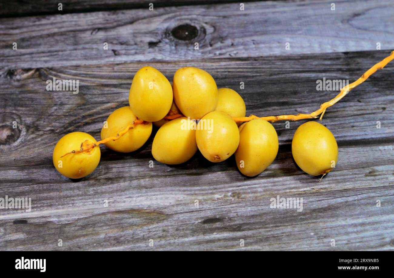 Yellow Barhi dates, botanically classified as Phoenix dactylifera ...